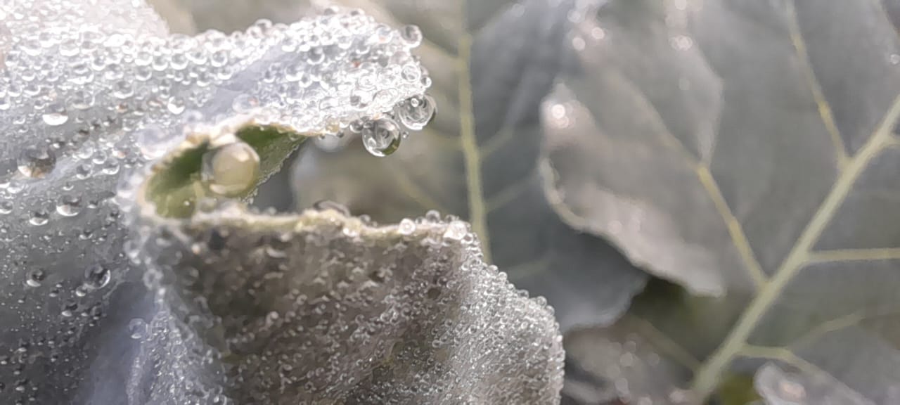 Mercury at the freezing point, fog in the morning and warning of cold ...