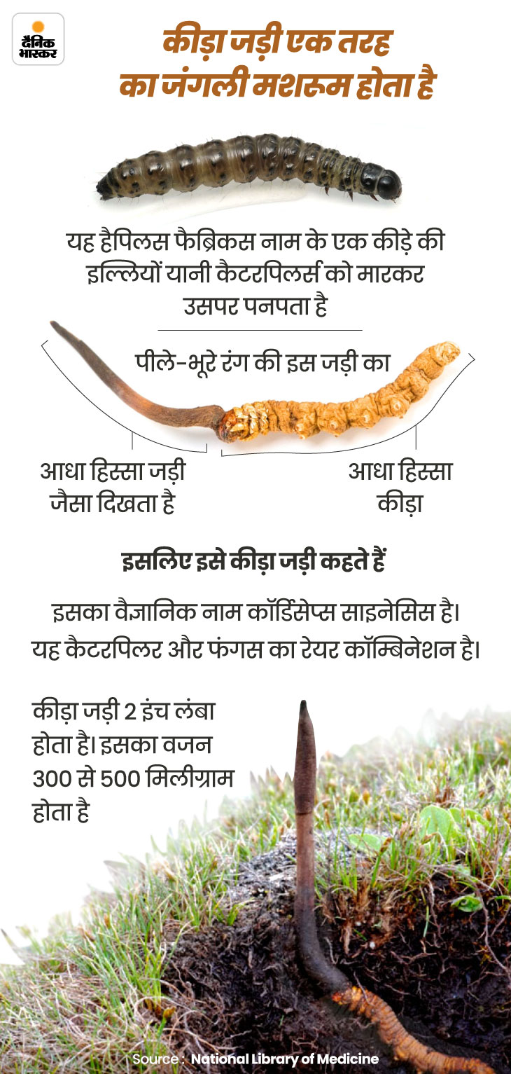 India China Himalayan Viagra Keeda Jadi Benefits | Strength, Stamina ...