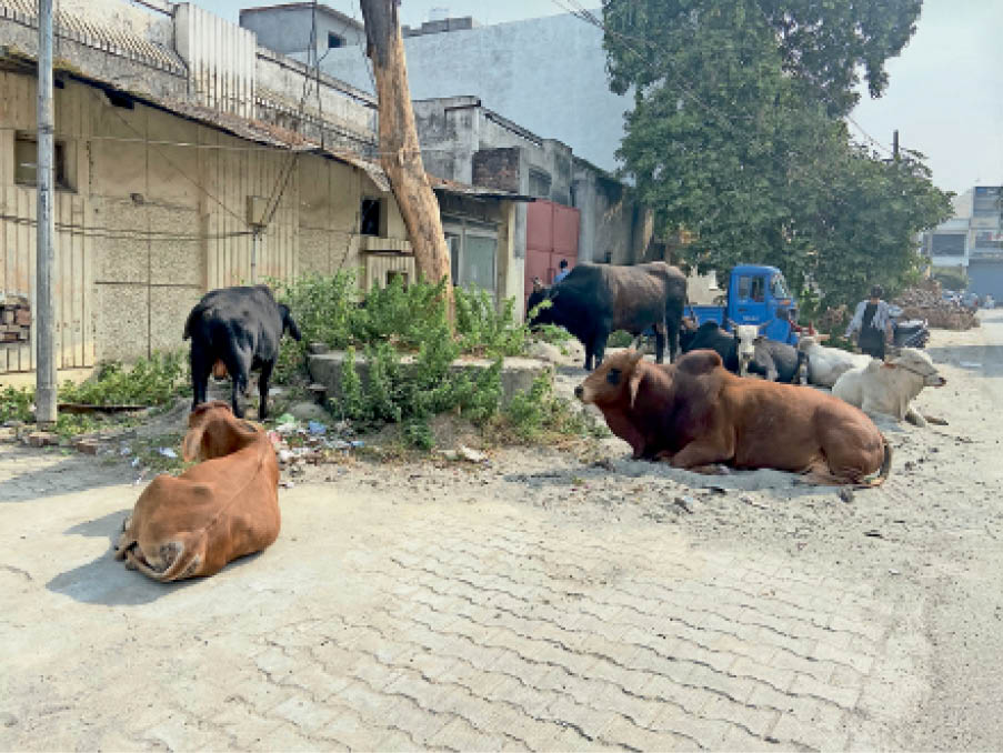 Survey will be done to know the number of destitute animals on the ...