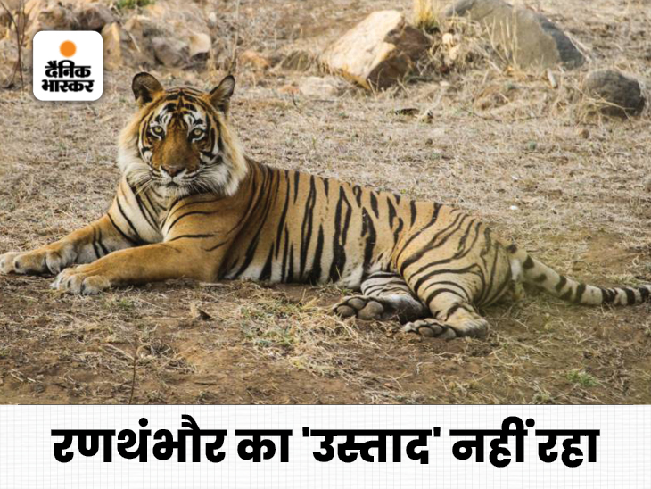 17 year old tiger was suffering from bone cancer disease, there was ...