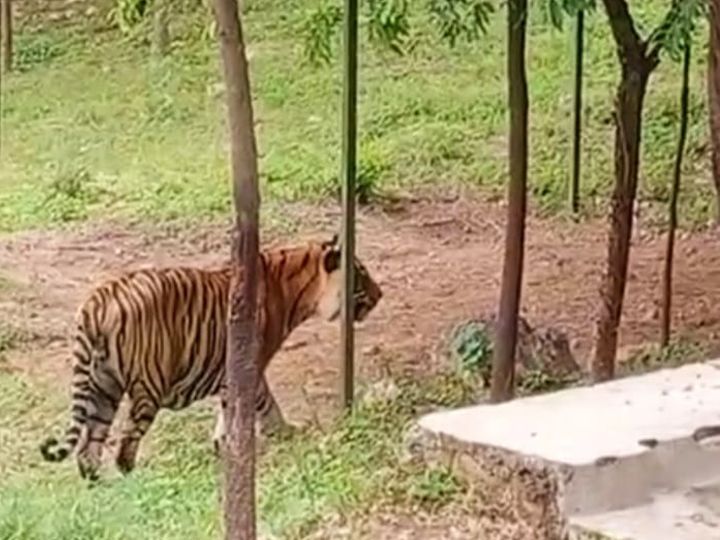 17 year old tiger was suffering from bone cancer disease, there was ...
