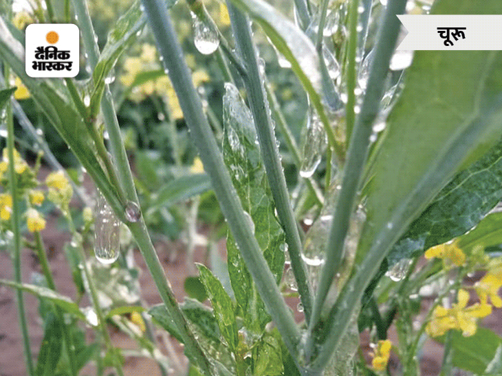 Churu Sikar (Rajasthan) Weather Situation; Jaipur Jaisalmer Fatehpur ...