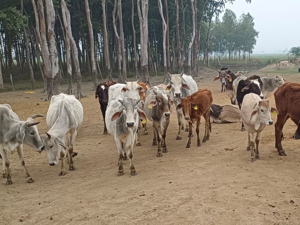 There is not even enough arrangement for fodder in Itwa, they are ...