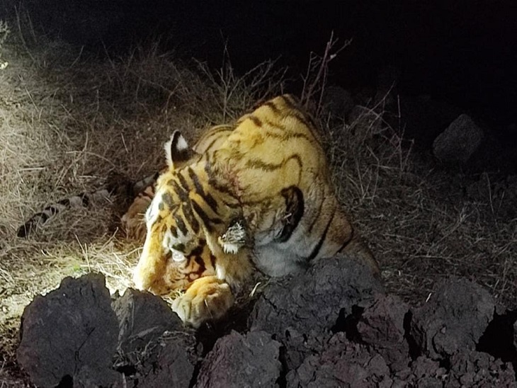 Tiger injured in territorial fight with Tiger T-123 | बीमार होने के बाद ...
