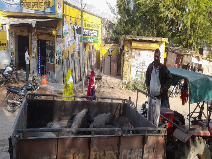 So far more than 500 pigs have died in Bauli | बौलीं में अज्ञात बीमारी ...