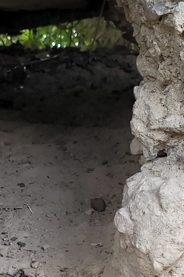 3 tunnels dug in Anand Kanan, dogs entered through these and killed 21 ...