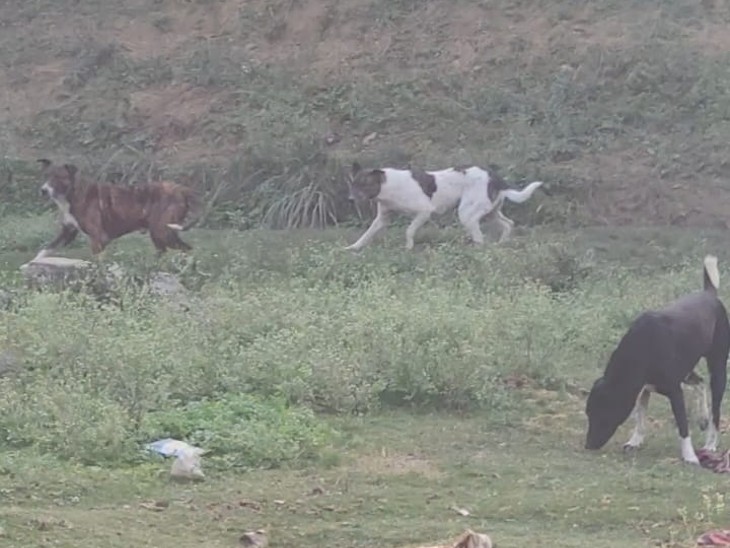 3 tunnels dug in Anand Kanan, dogs entered through these and killed 21 ...