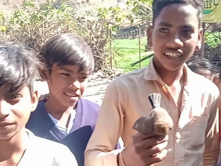 The villagers of Sirohi made the bird fly by feeding it ghee-oil ...