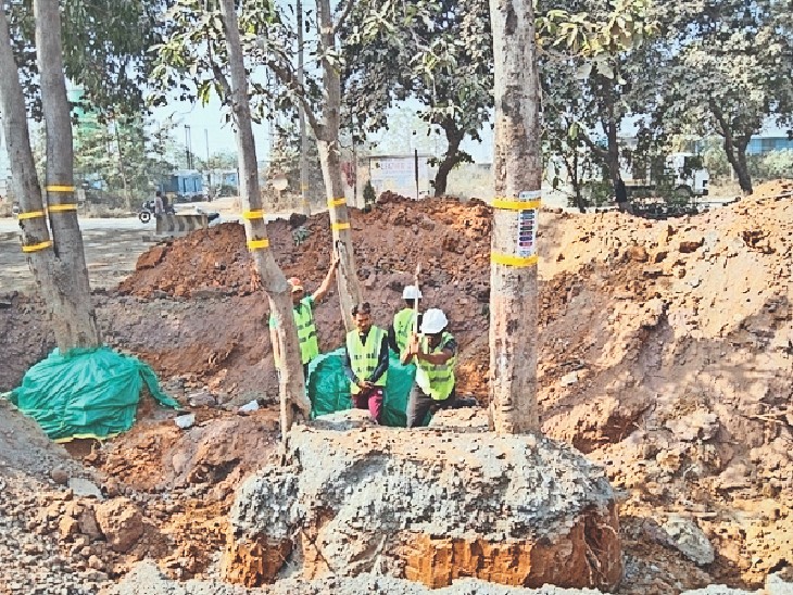 For the first time the trees coming in the way of construction work are ...