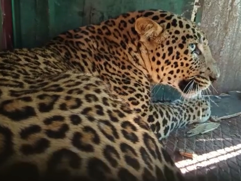 The team of Pansemal Forest Range caught from Khetiya area | 15 दिन की ...