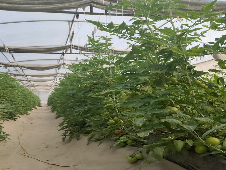 Karnal News, vertical farming will now grow vegetables in the air ...