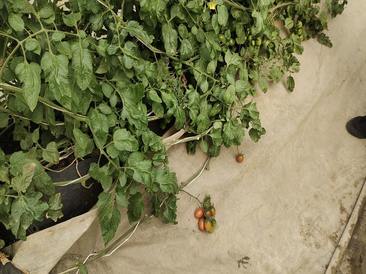 Karnal News, vertical farming will now grow vegetables in the air ...