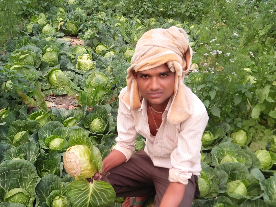 Vegetables rotting due to fog, farmer's problems increased due to lack ...