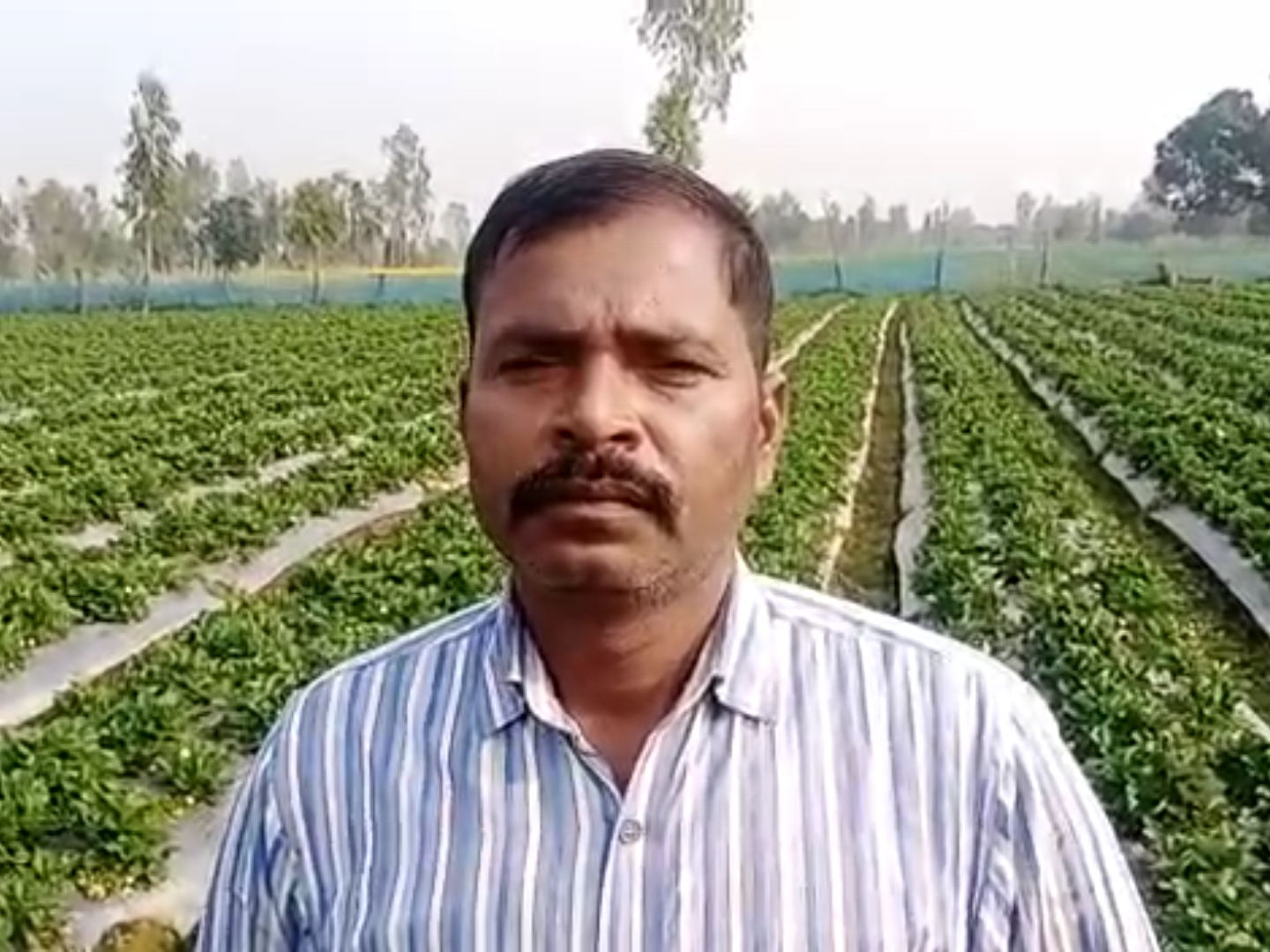 Farming is like pumpkin, good earning in low cost | बाराबंकी में पीली ...