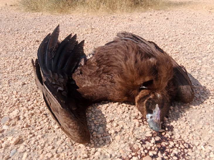 Painful death of cinereous vulture, bird lovers worried | विंड मिल के ...