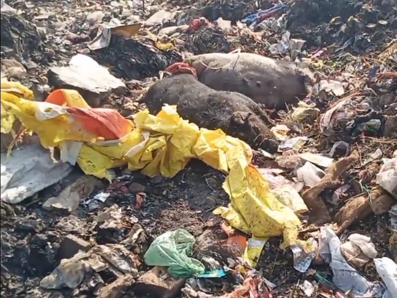 Post mortem report came positive; Pigs were dying continuously for one ...