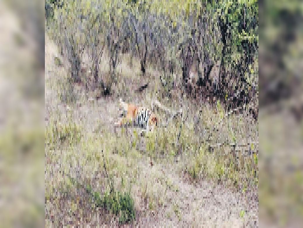 Tiger T-57 ill, leg wound, feeling hungry, movement of Tiger T-123 near ...