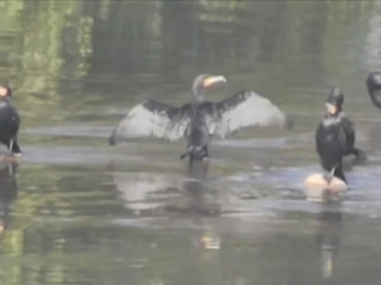 Bird Flue : Migrant Birds, Himachal Health Department, Animal Husbandry ...