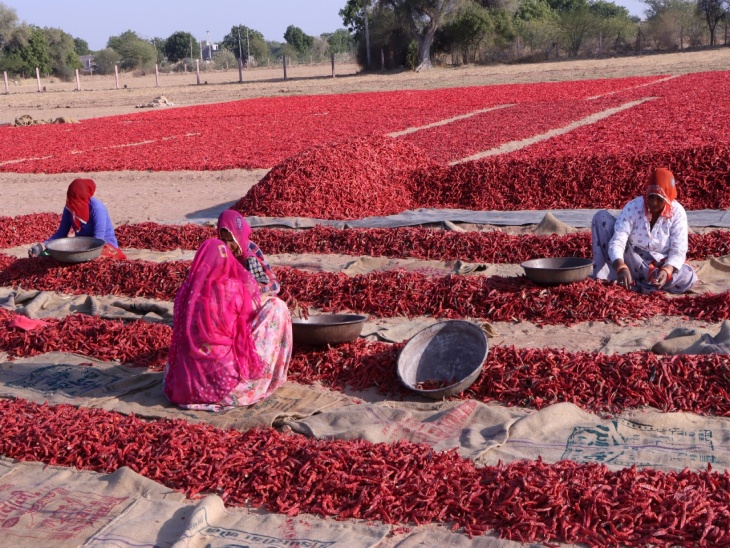 Jodhpur Winter Weather; Mathania Tinwari Laal Mirchi Farm Photos ...