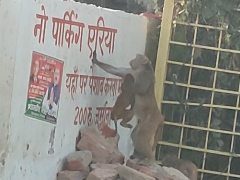 The fuse of the transformer blew, the mother took the dead monkey's ...