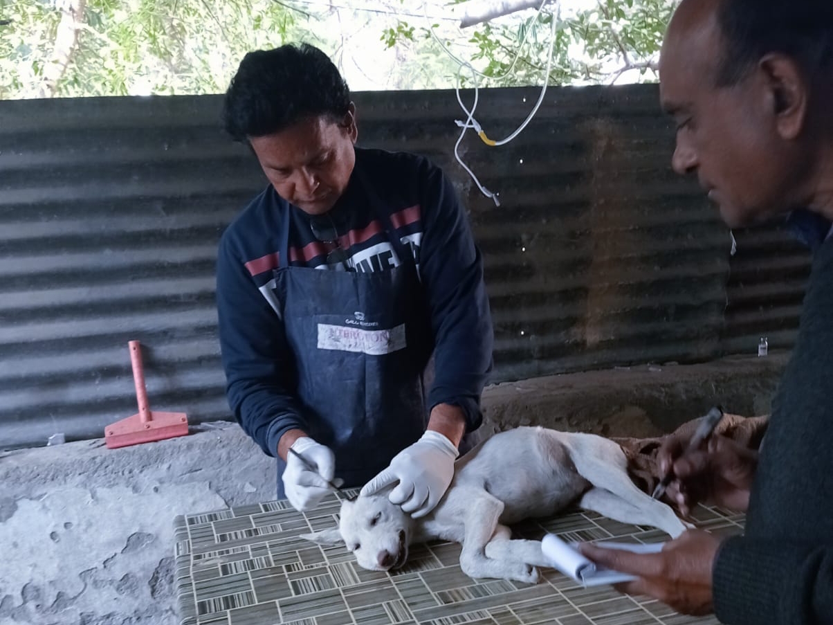 Dog Death | Madhya Pradesh Dhar Animal Cruelty Case | 6 महीने के डॉगी ...
