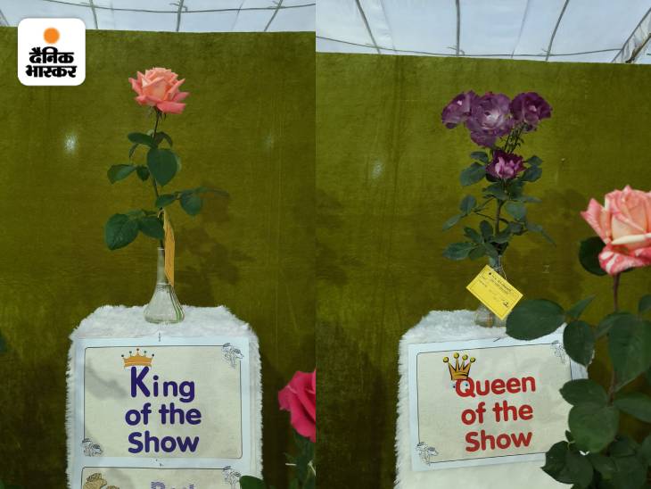 5 thousand roses of 450 varieties; Button, many varieties including ...