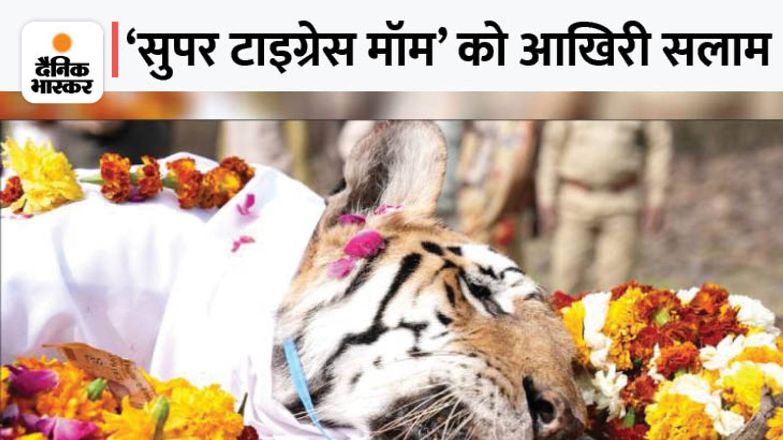 MP Pench Tiger Reserve Video; Patdev Baghin T-4 Seen With Cubs | Pench ...
