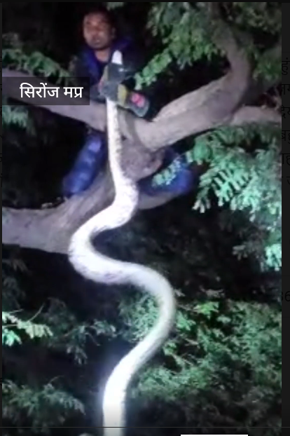 Panic among the villagers seeing hanging from the tree, snake saver did ...