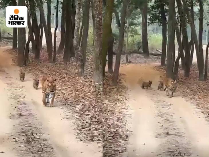 MP Pench Tiger Reserve Video; Patdev Baghin T-4 Seen With Cubs | Pench ...