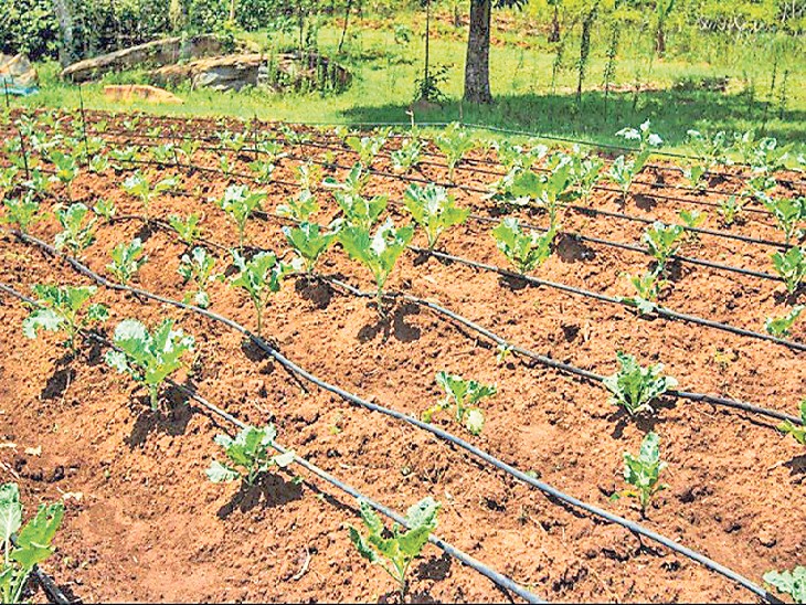 90% grant will be given on installation of irrigation system; Pradhan ...