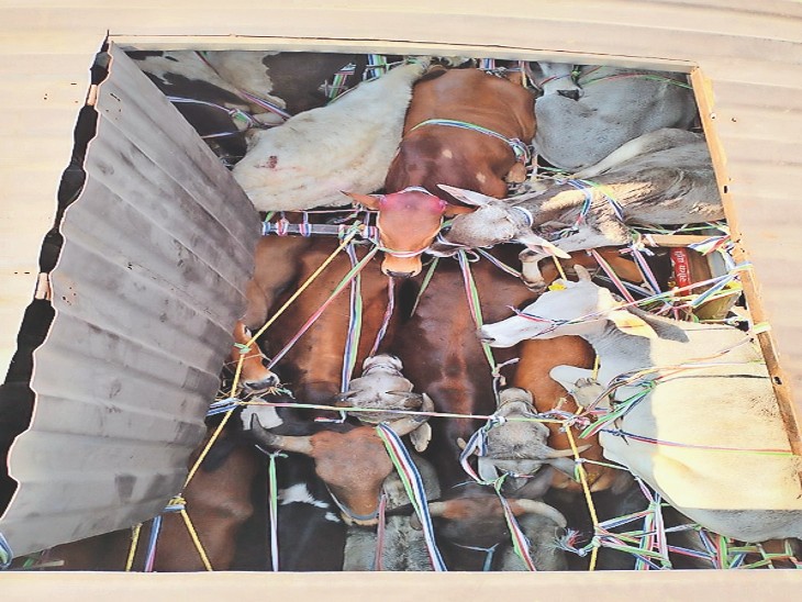 Dumri and Nimiaghat police caught two containers loaded with cattle ...