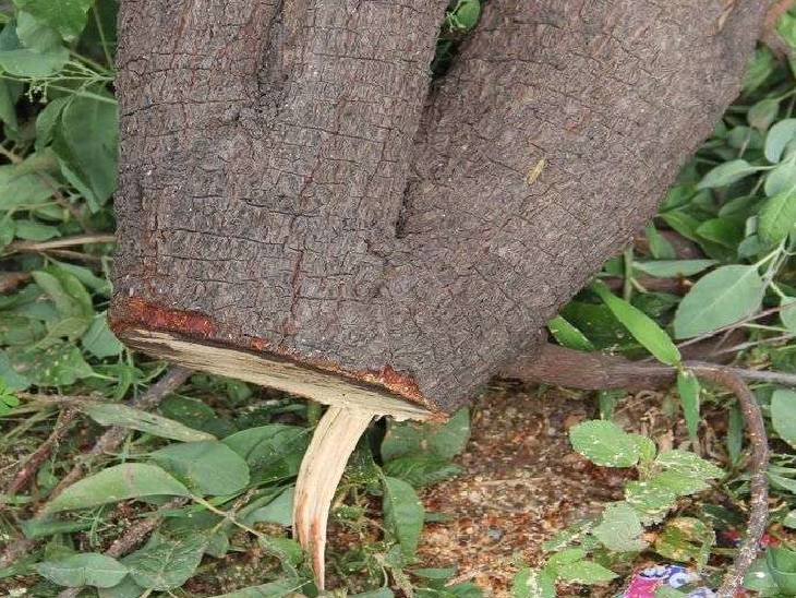 Thieves cut sandalwood tree from farmers garden in Rewa | रीवा में चंदन ...