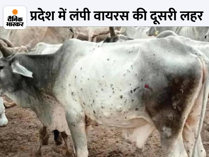 Animals will be quarantined in Bihar, alert on all borders from Nepal ...