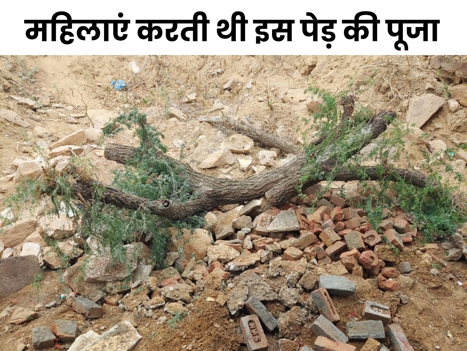 Controversy over cutting of 100 year old Jati tree in Rambas village of ...
