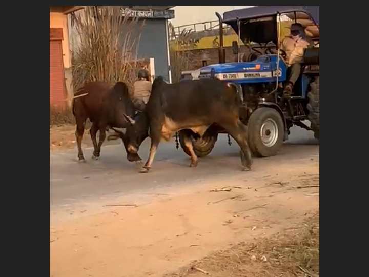 People are troubled by the terror of stray animals, accidents are ...