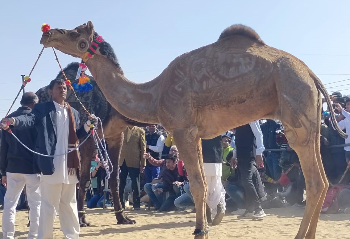 Camels raced, jumped and extinguished fireballs, tourists were busy ...