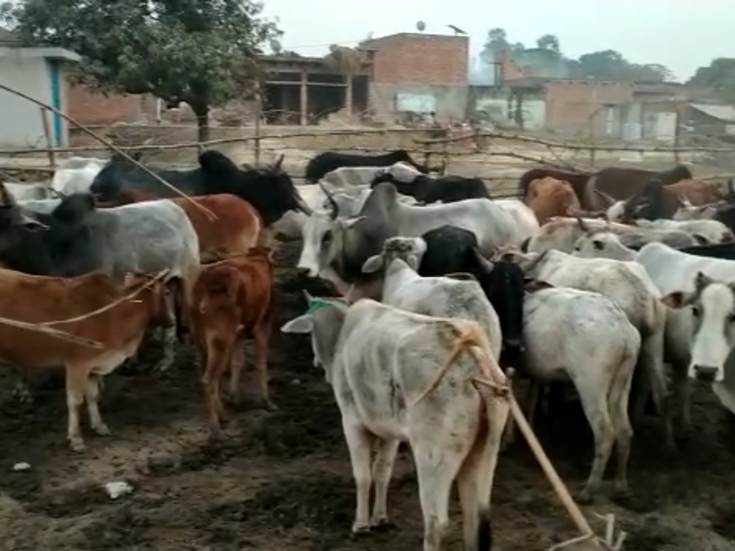 Troubled by stray animals, the villagers themselves built the enclosure ...