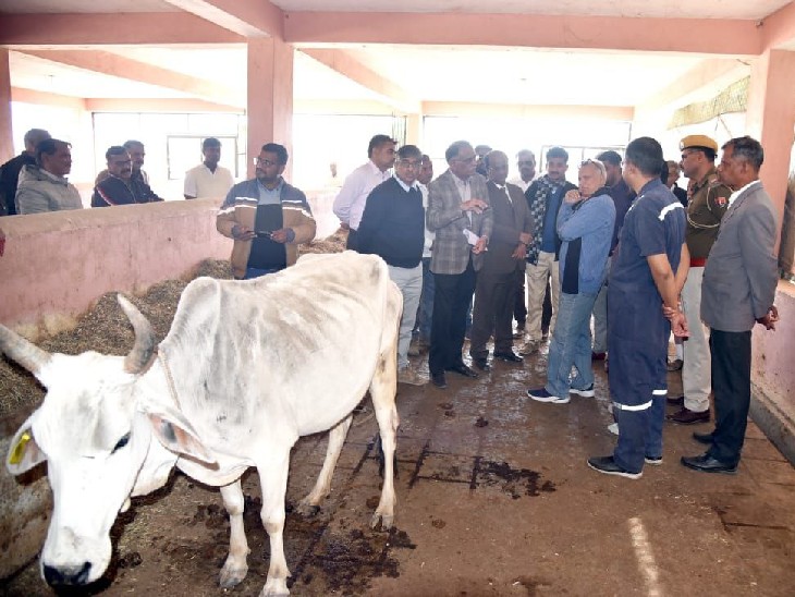 Breed of cows to be improved in Pali, Rajasthan | जोजावर में होगा पशुओं ...
