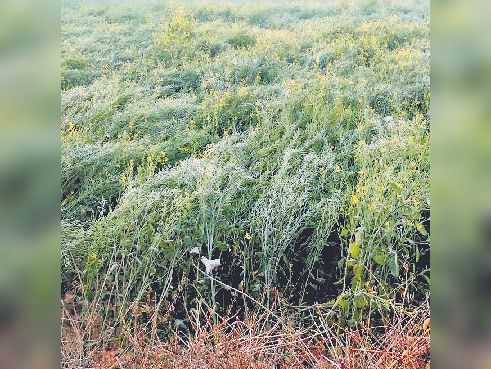 Damage due to frost... Mustard crop affected in 4100 hectares, four ...