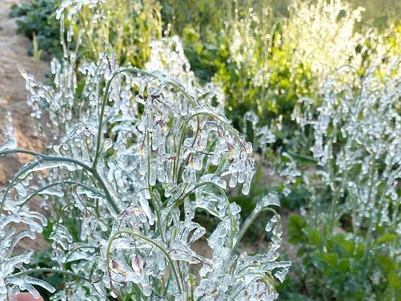 Frozen snow cover on the crops in the fields, people lit bonfires to ...