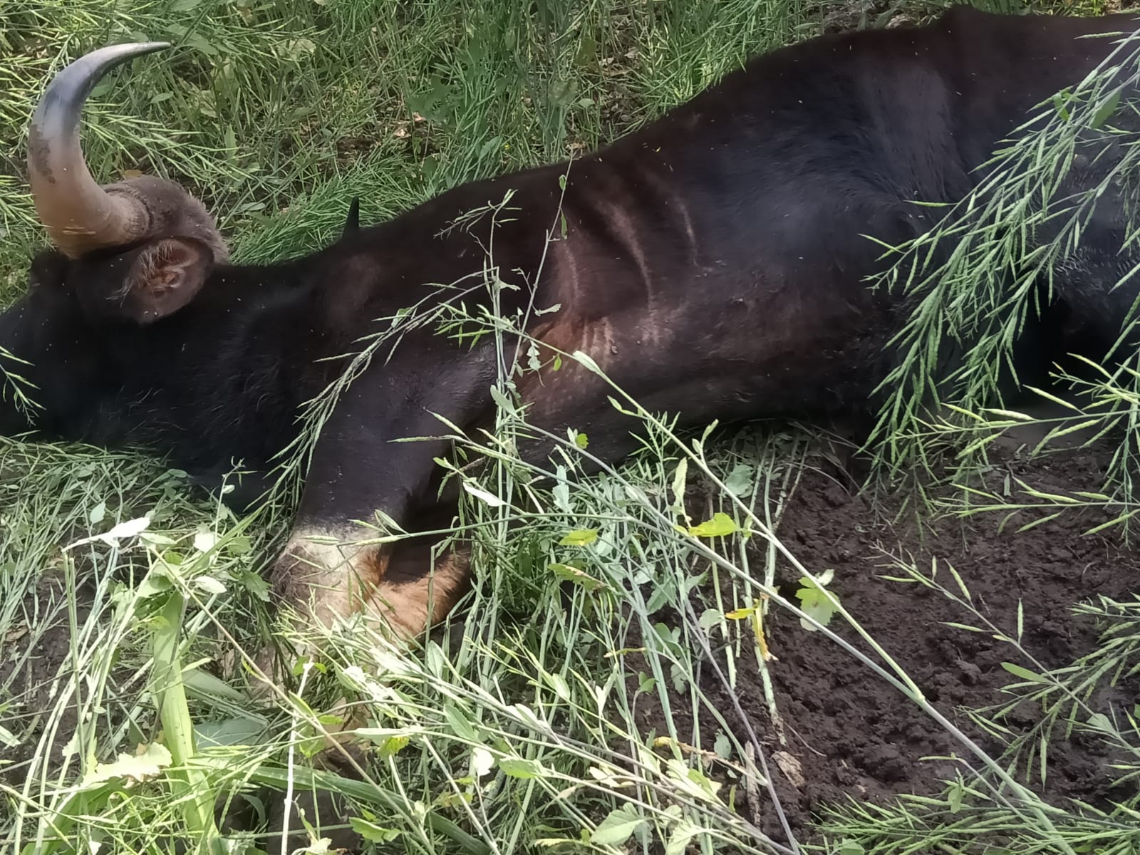 Flowing in the Pathrota canal reached Tikhar, died due to lack of ...