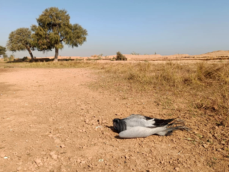 10 dead Kurjan found in Lathi area, fear of bird flu or food poisoning ...