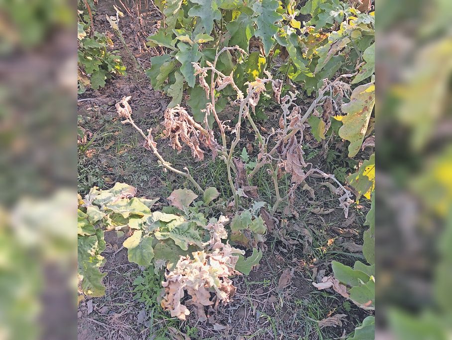 Crops spoiled by frost; 20 to 25% loss in vegetables and 5 to 10% loss ...