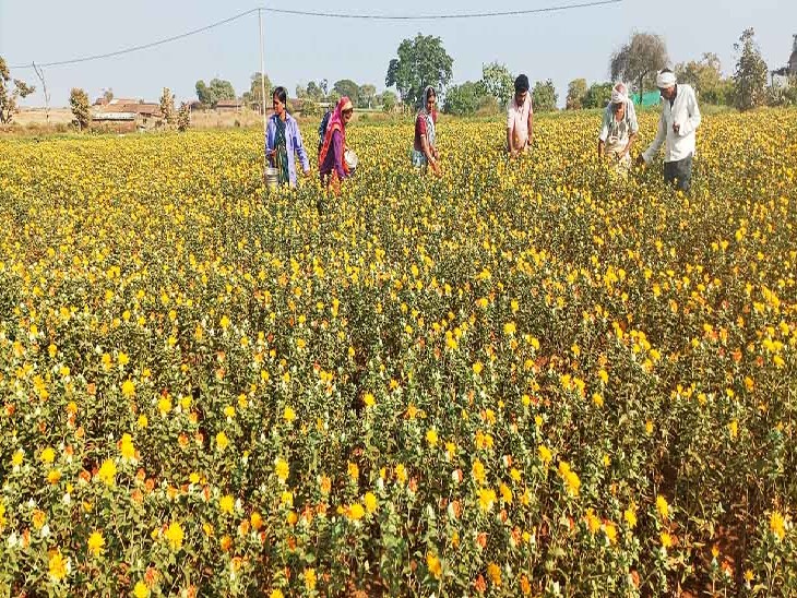 Women growing safflower flowers useful in Ayurvedic medicines, profit ...