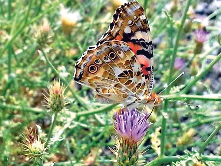 Painted lady butterfly comes from China to Gaya in January after ...