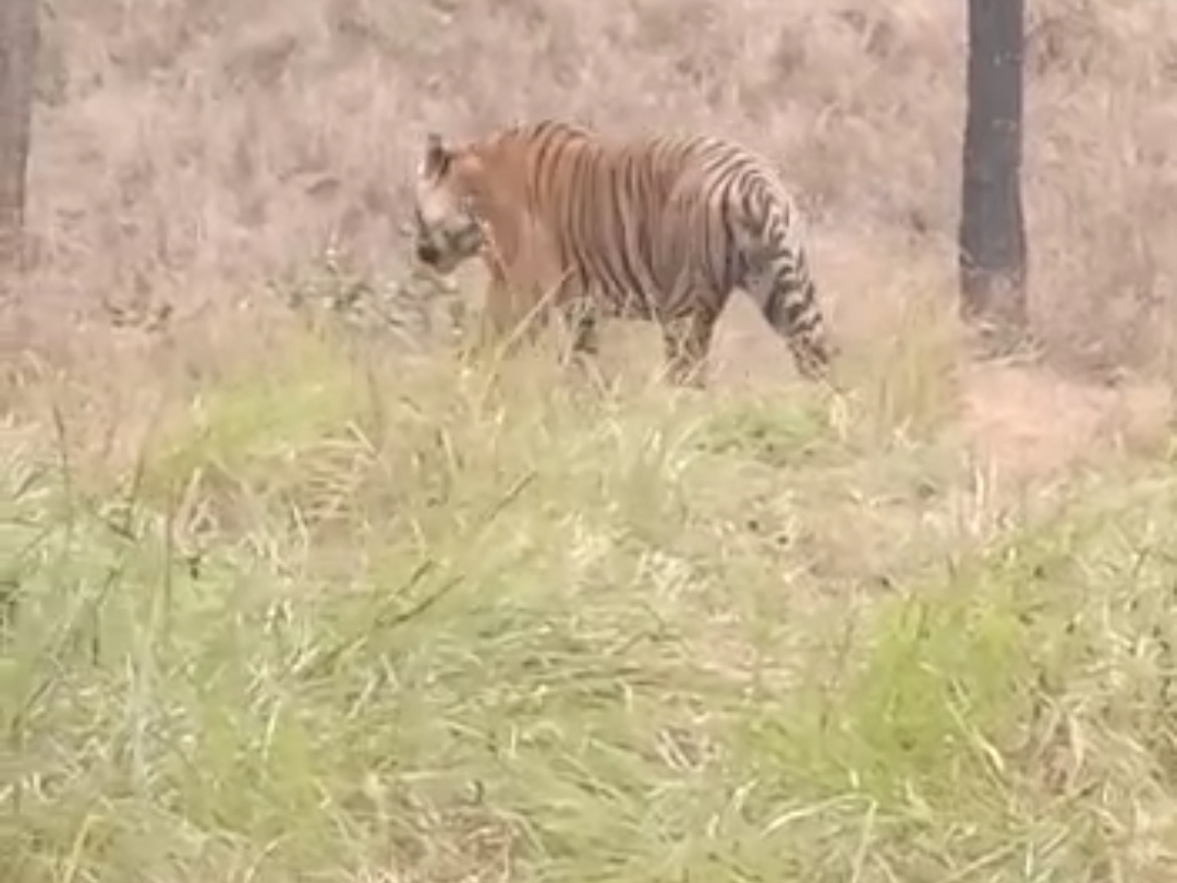 Tourists excited to see Mahaman tiger, Tiger seen in safari in Magadhi ...