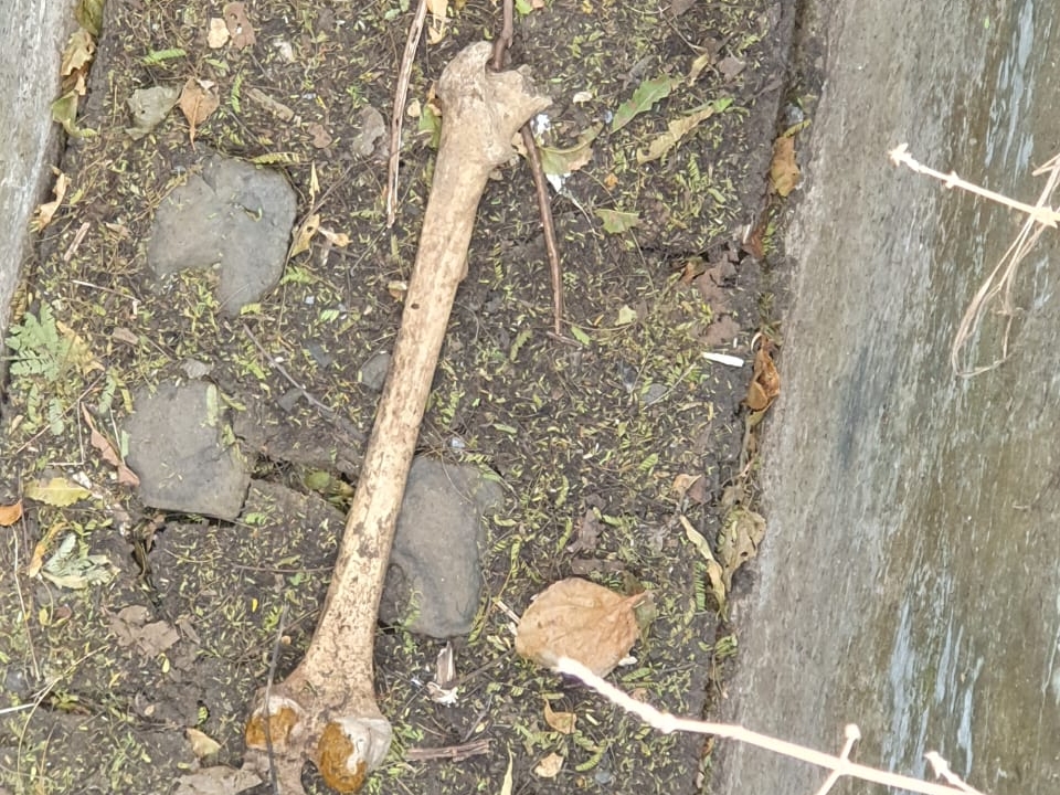 There was a stir due to the remains of human skeleton found in the ...