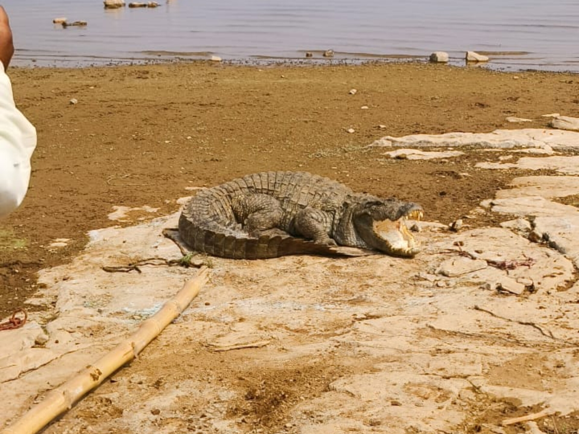 The forest department team reached and safely brought the crocodile to ...