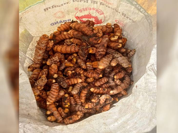 Haldi Ki Kheti [Turmeric Farming] Process; MP Burhanpur MSc Pass Farmer ...