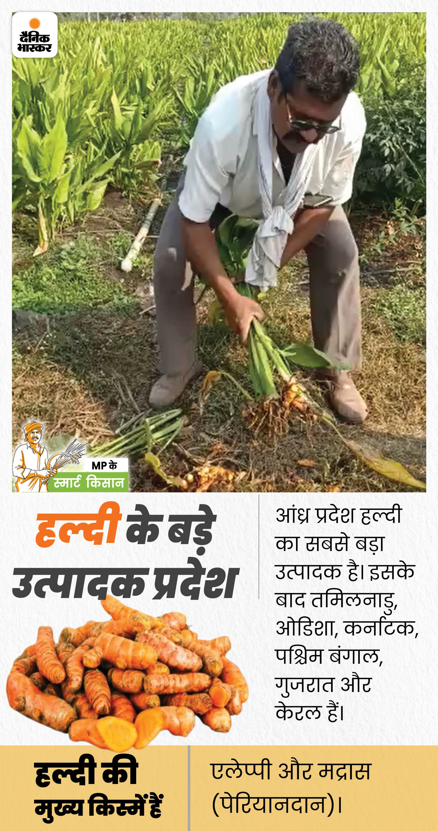 Haldi Ki Kheti [Turmeric Farming] Process; MP Burhanpur MSc Pass Farmer ...